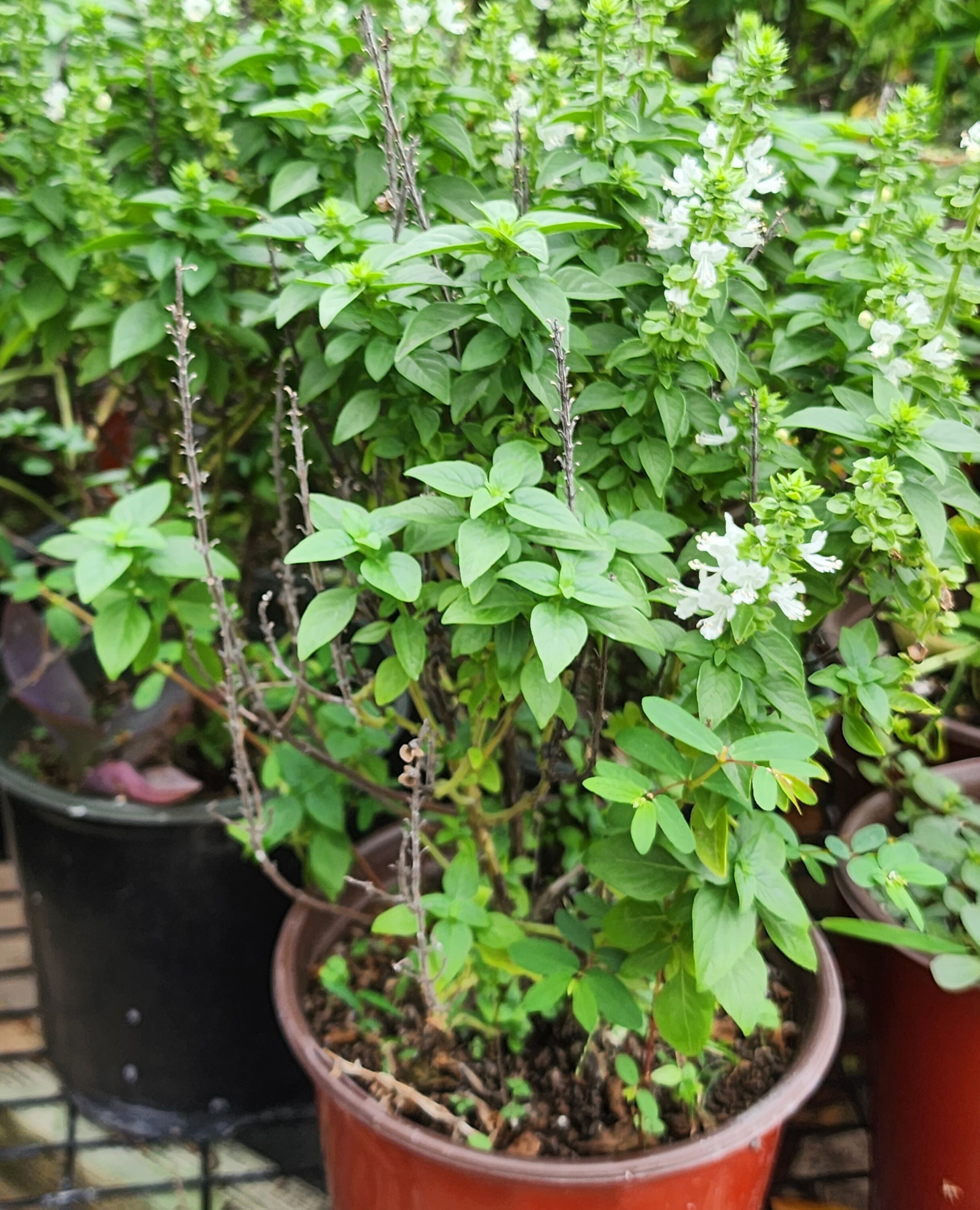 Basil 1gallon to Bushes - Etsy