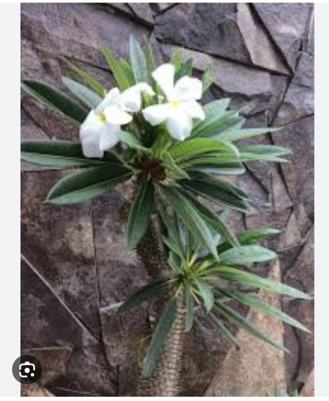 Madagascar Plants 1gallon - Etsy