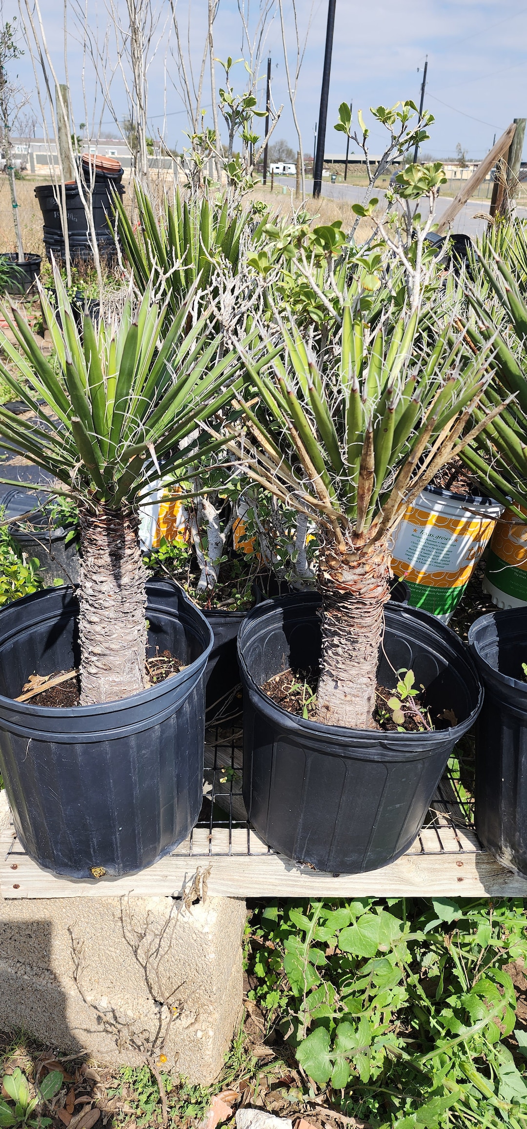 Spanish Dagger Yucca for Sale - Etsy