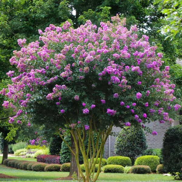 Purple Crepe Myrtle - Etsy