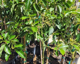RARE 'mayo' Grafted Avocado Fruit Tree Creamiest Cultivar - Etsy