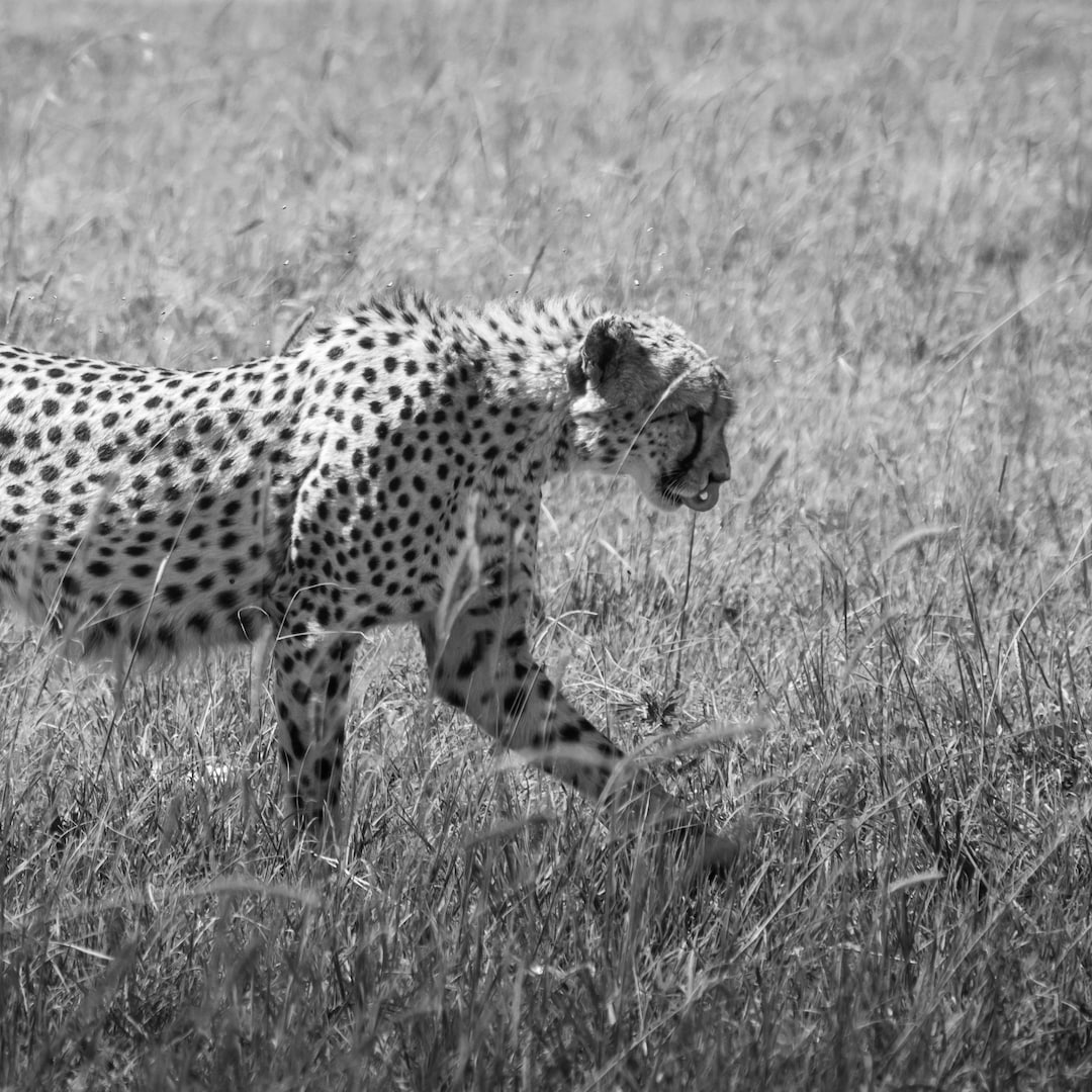 African Cheetah Photo Print Wall Art black and White - Etsy