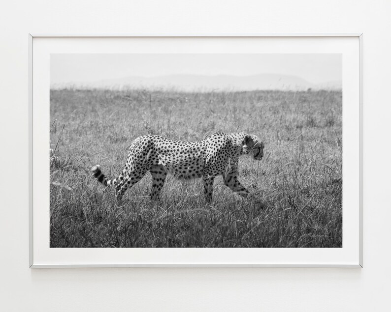 African Cheetah Photo Print Wall Art black And White Etsy african-cheetah-photo-print-wall-art-black-and-white-etsy