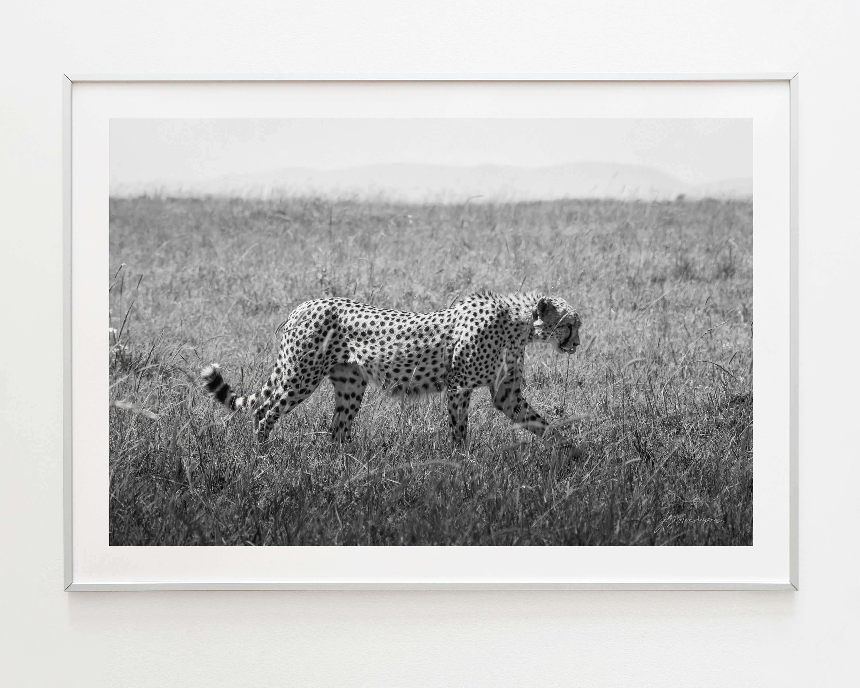 African Cheetah Photo Print Wall Art black and White - Etsy