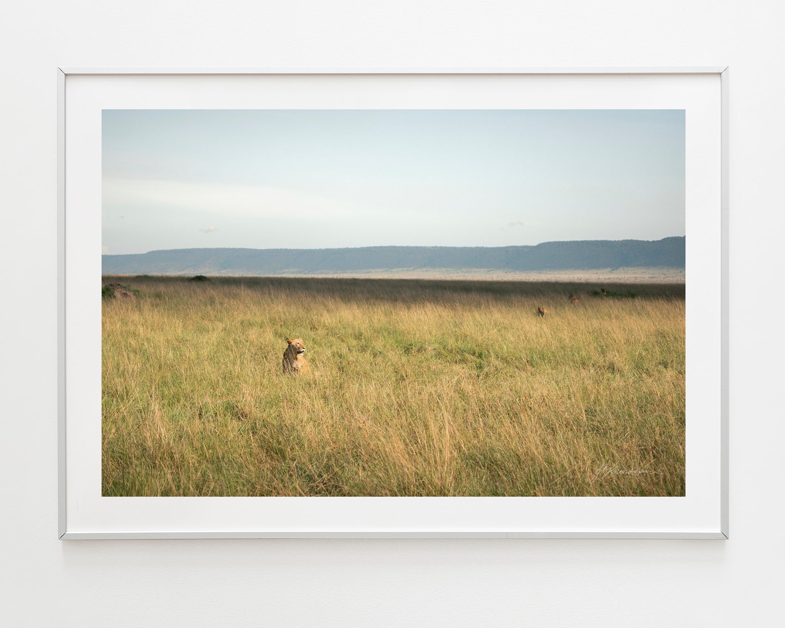 Maasai Mara Lion Herd Photo Print Wall Art - Etsy