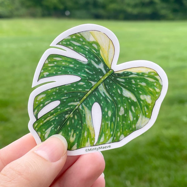 Variegated Monstera - Etsy