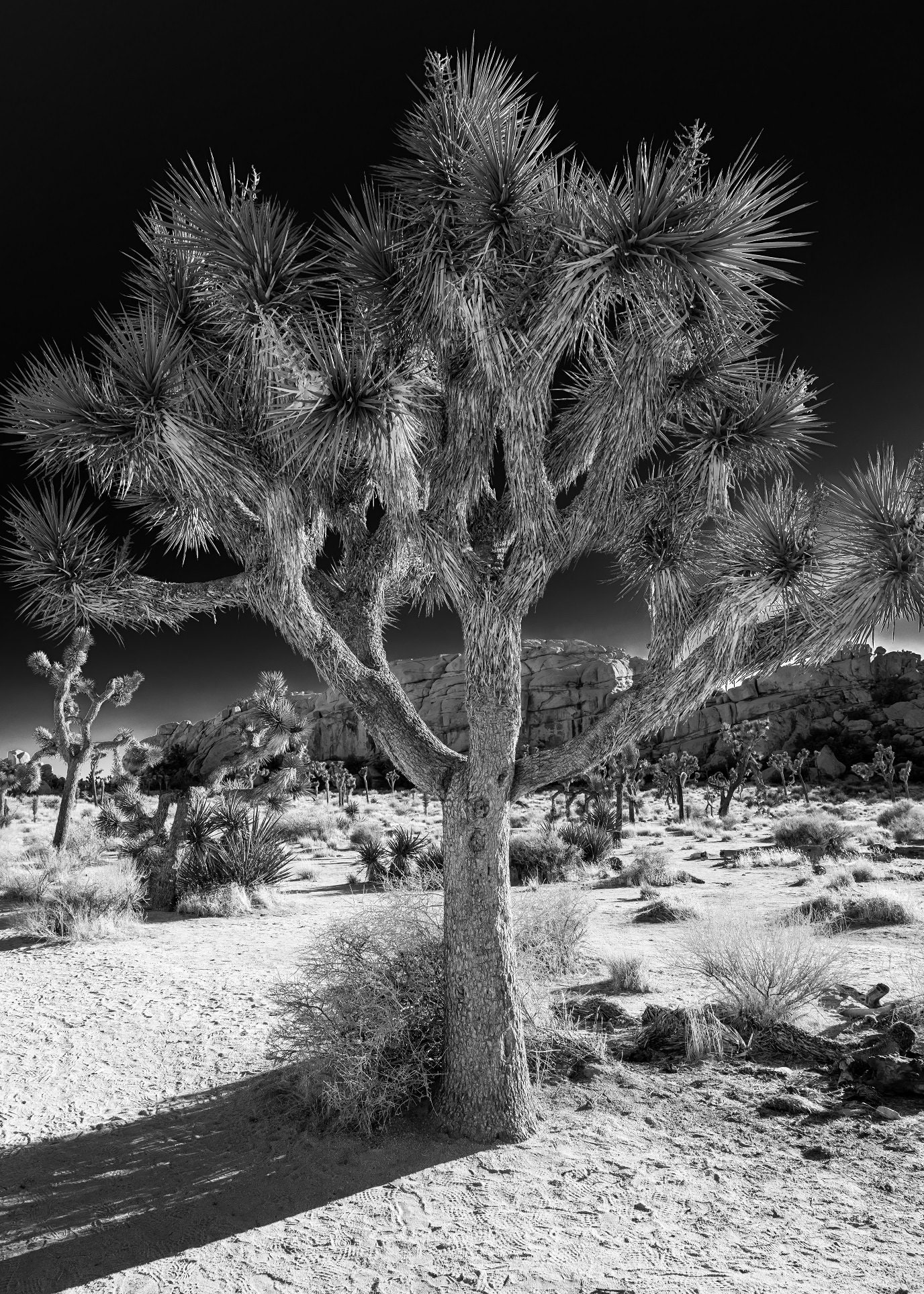 Joshua Tree - Metal Wall Art Photography Print - Etsy