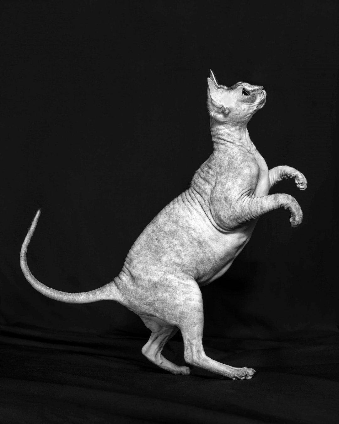 Hairless Sphynx Cat Wall Art - Etsy