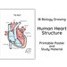 Human Heart Anatomy Poster, Printable IB Biology Poster, Cardiovascular ...