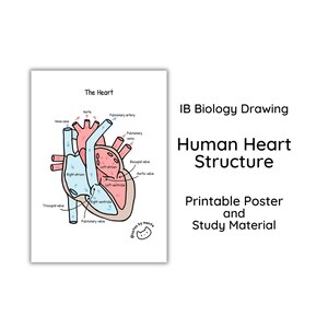 Human Heart Anatomy Poster, Printable IB Biology Poster, Cardiovascular ...