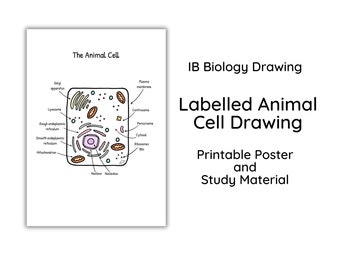 Labelled Plant Cell Poster, Printable IB Biology Poster, Cell Biology ...