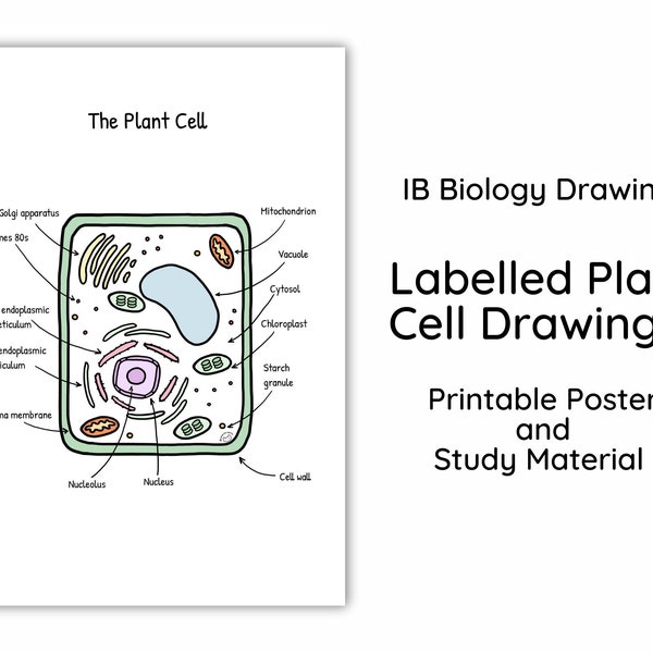 Plant Cell Poster - Etsy