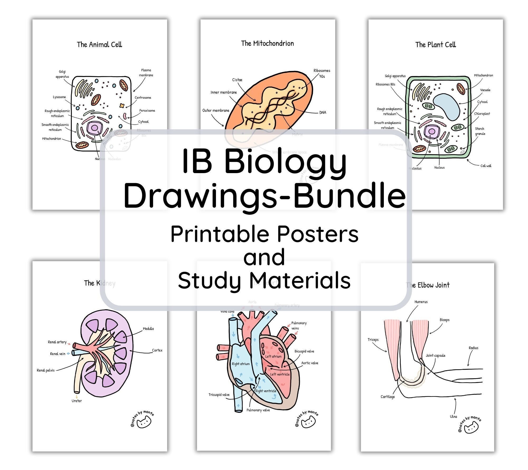 Printable IB Biology Posters Bundle, Biology Classroom Posters, the ...