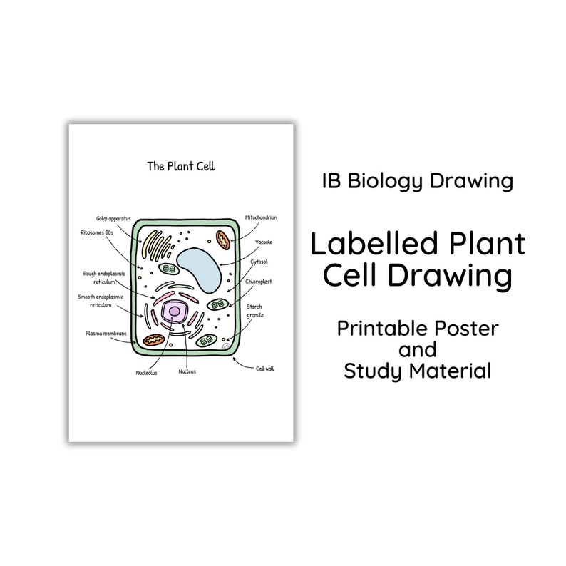 Labelled Plant Cell Poster, Printable IB Biology Poster, Cell Biology ...