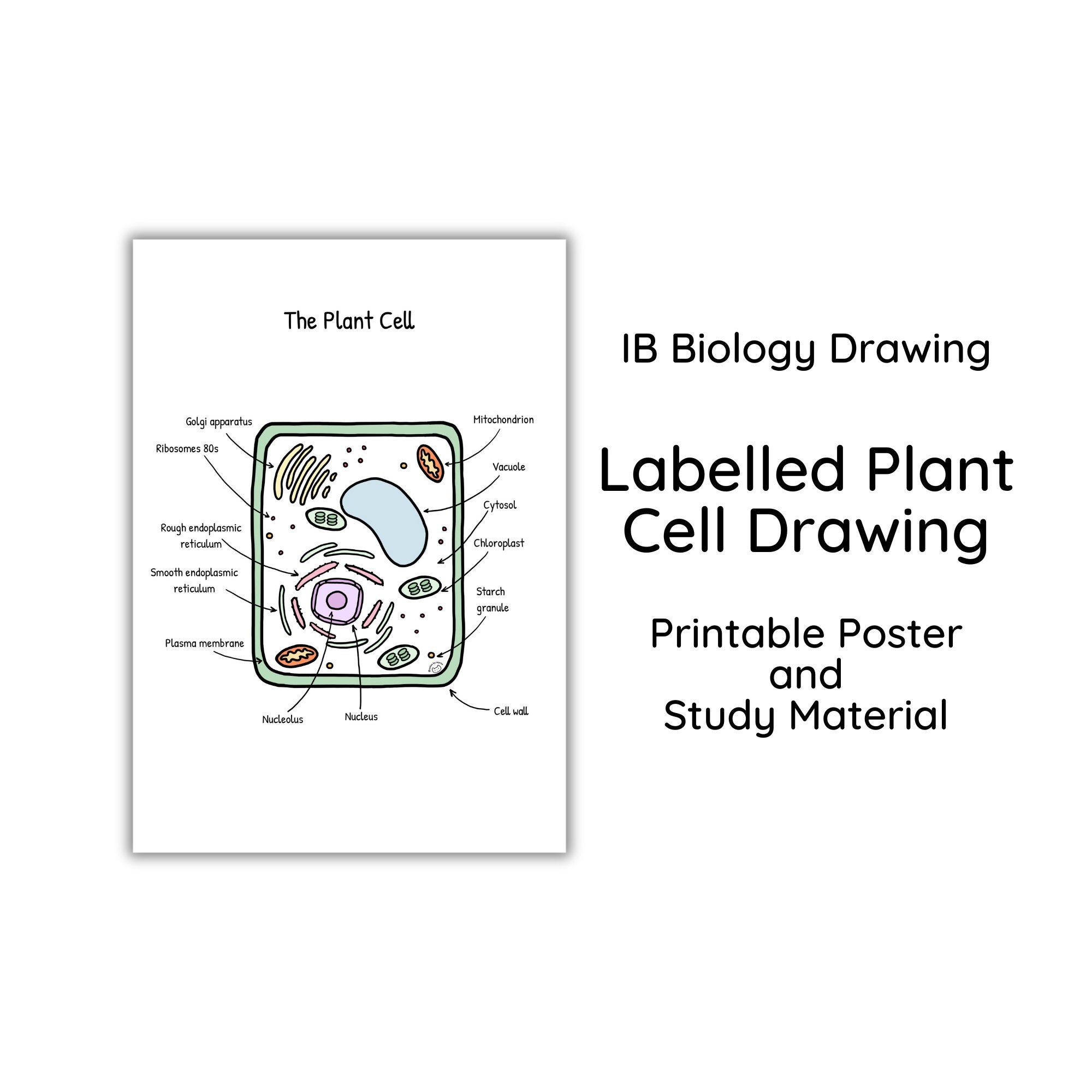 Labelled Plant Cell Poster, Printable IB Biology Poster, Cell Biology ...