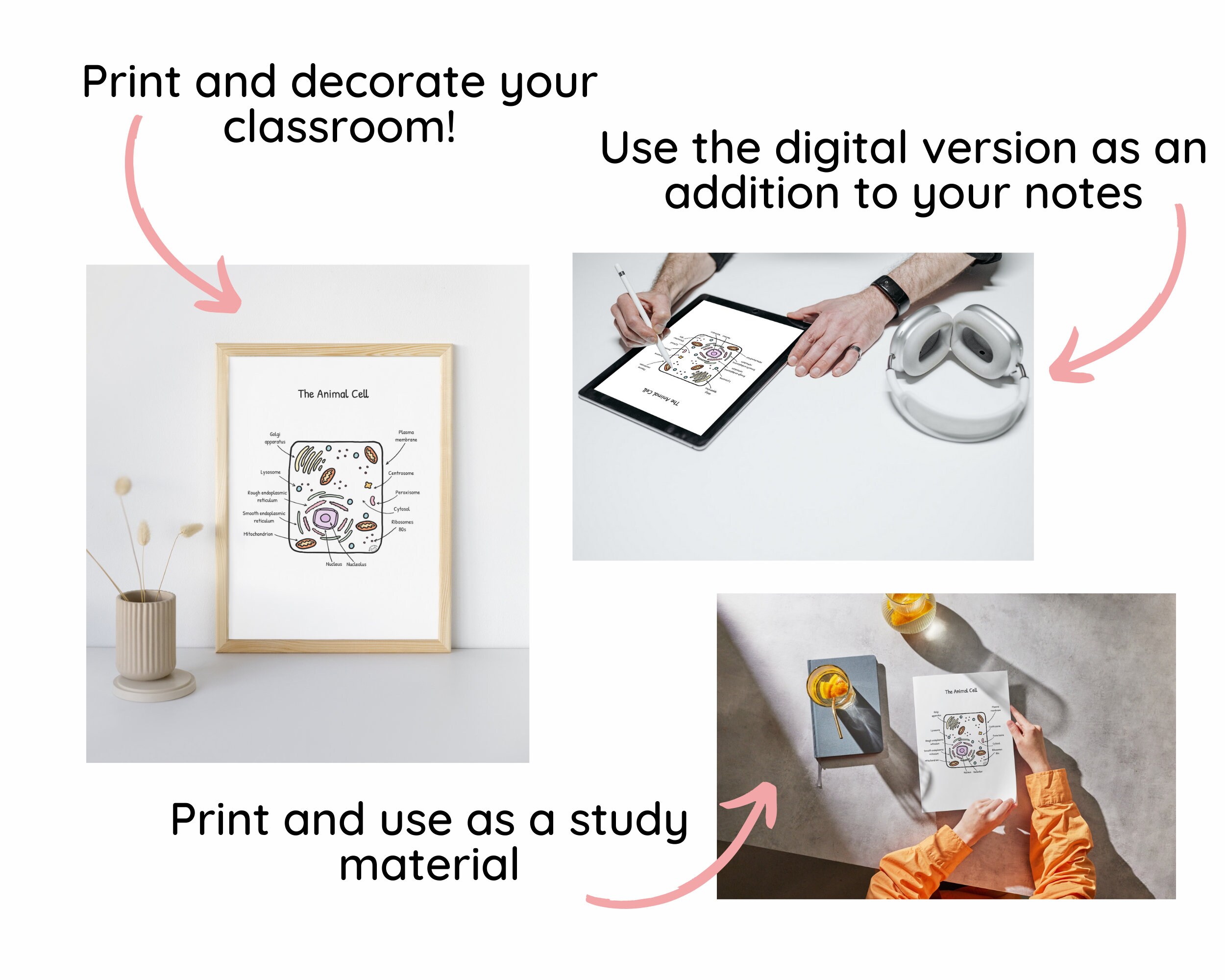 Labelled Animal Cell Poster Printable IB Biology Poster Cell - Etsy