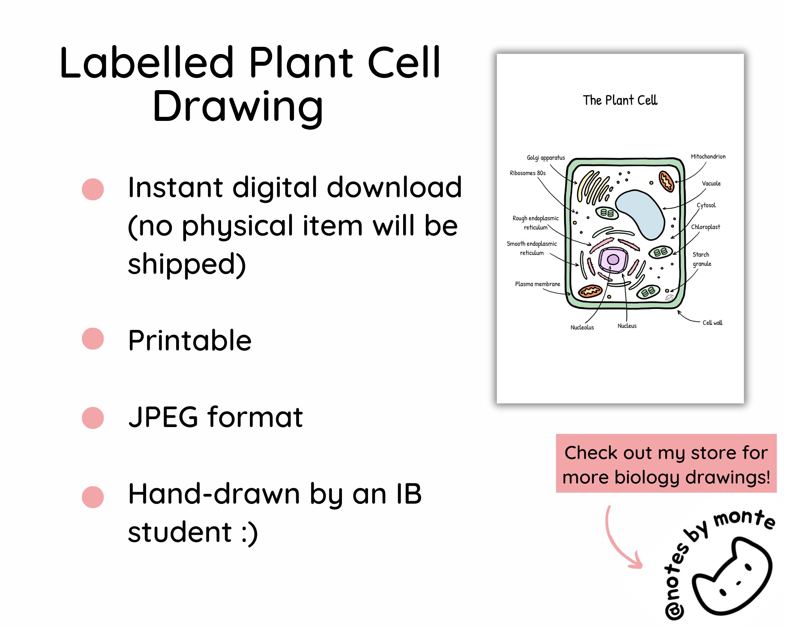 Labelled Plant Cell Poster, Printable IB Biology Poster, Cell Biology ...