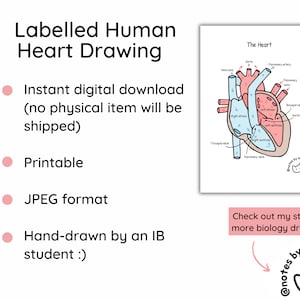 Human Heart Anatomy Poster, Printable IB Biology Poster, Cardiovascular ...
