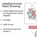 Human Heart Anatomy Poster, Printable IB Biology Poster, Cardiovascular ...