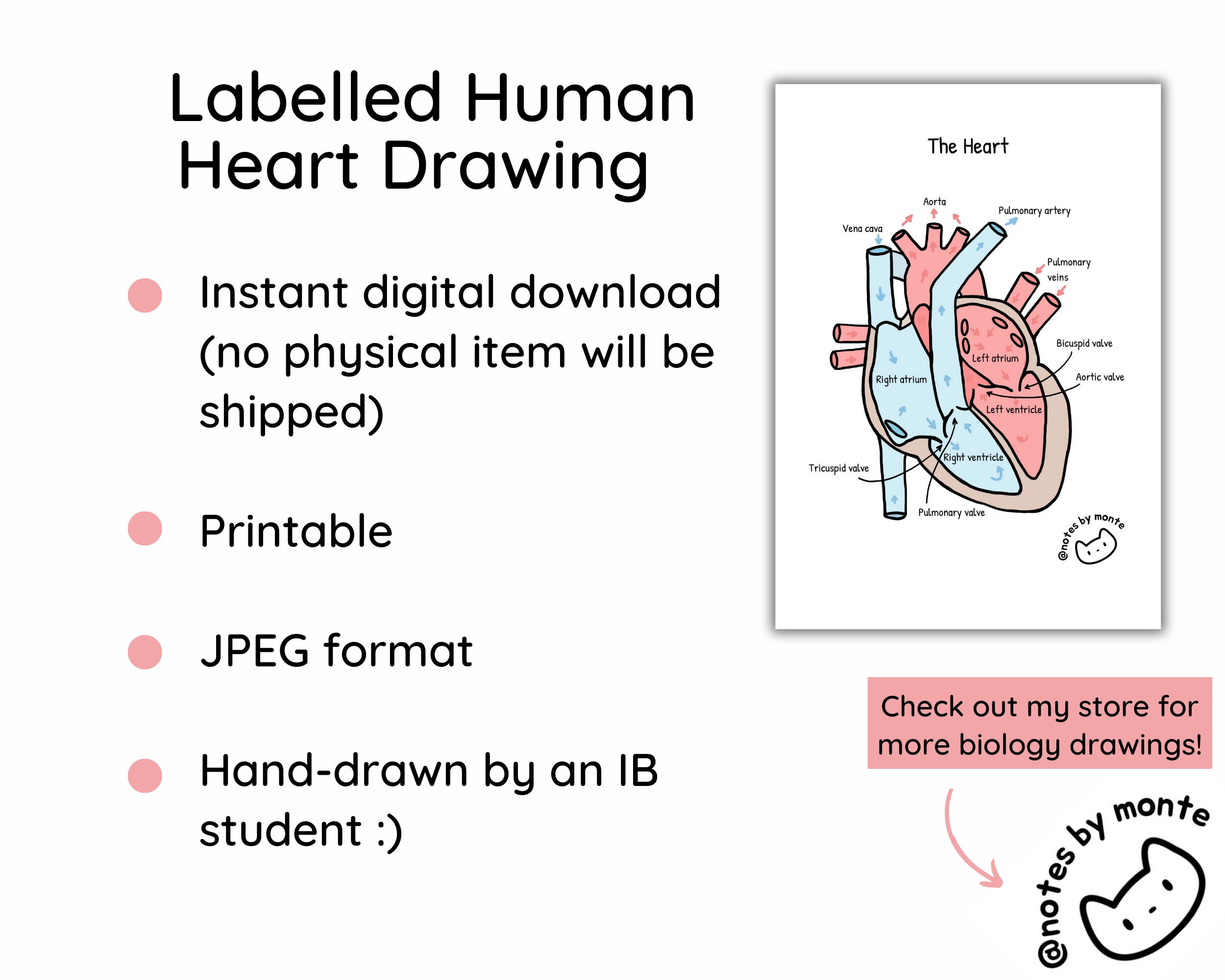 Human Heart Anatomy Poster, Printable IB Biology Poster, Cardiovascular ...