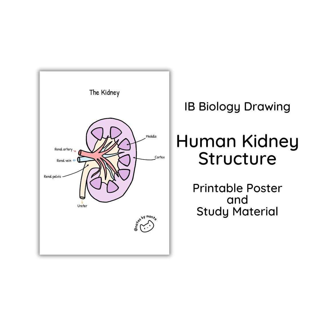 Human Kidney Anatomy Poster, Printable IB Biology Poster, Biology ...