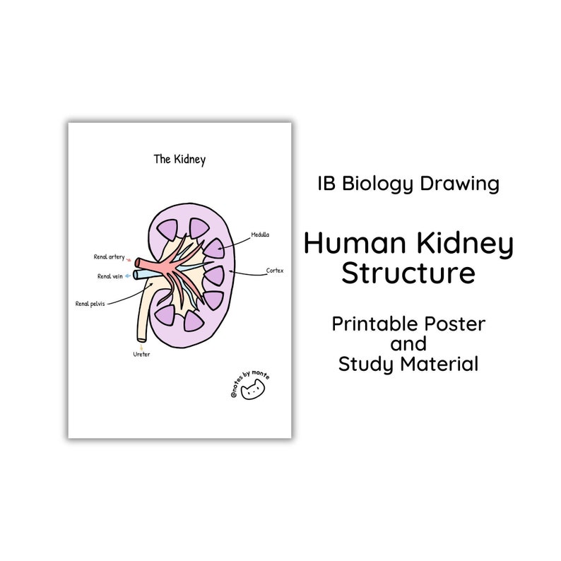 Human Kidney Anatomy Poster, Printable IB Biology Poster, Biology ...