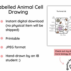 Labelled Animal Cell Poster, Printable IB Biology Poster, Cell Biology ...