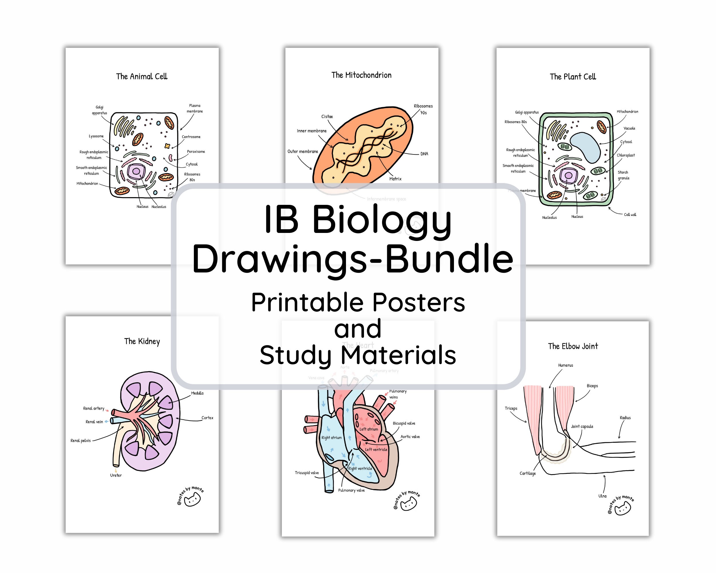 Printable IB Biology Posters Bundle Biology Classroom - Etsy