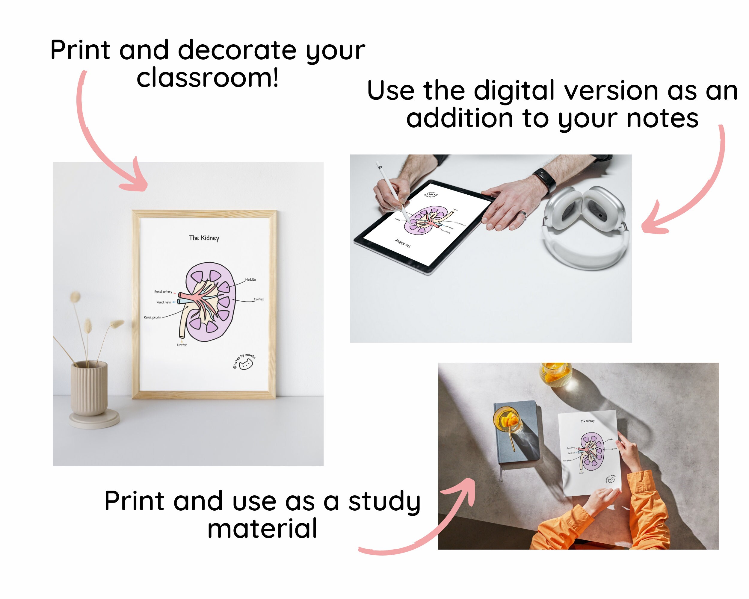 Human Kidney Anatomy Poster Printable IB Biology Poster - Etsy