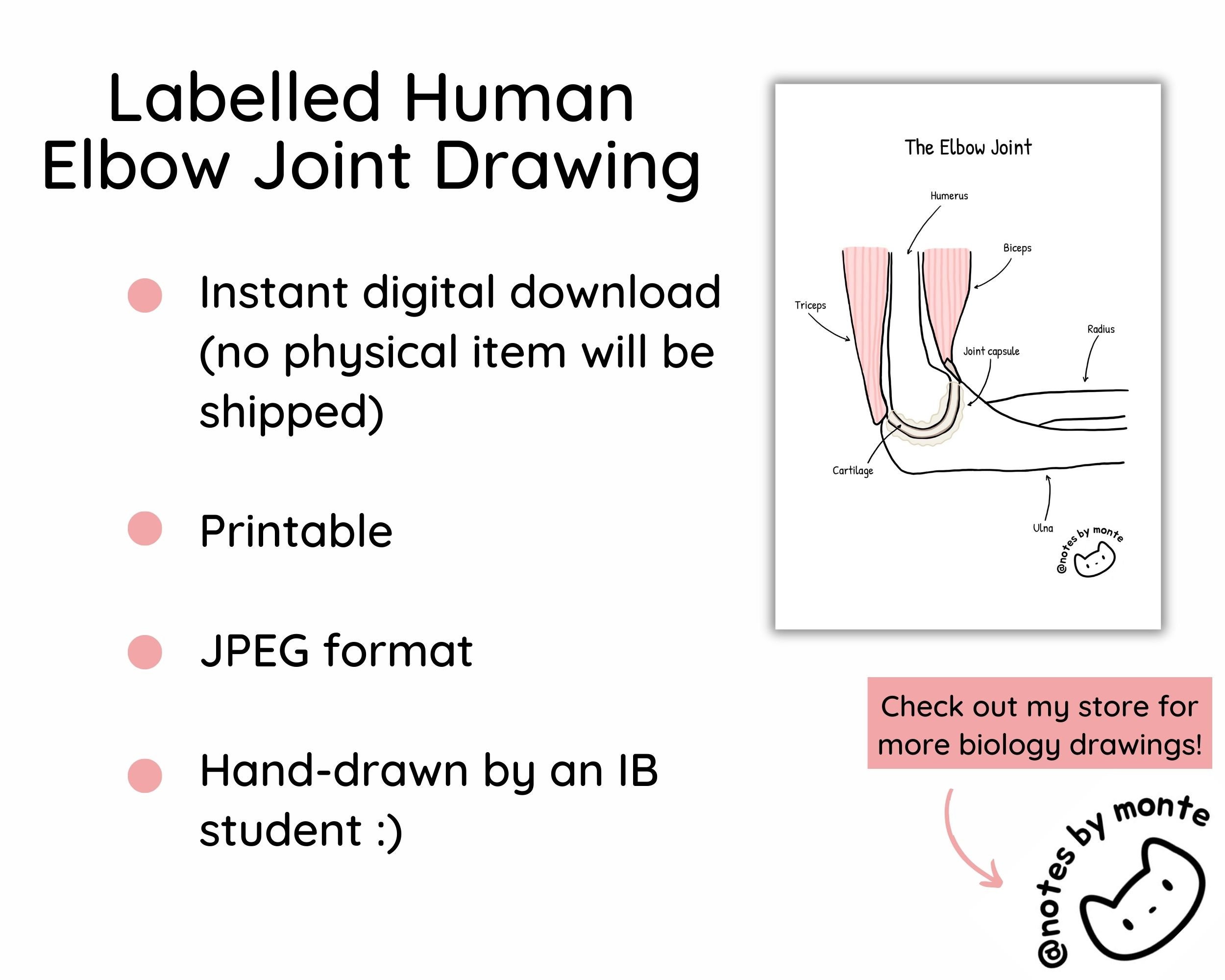 Elbow Joint Anatomy Poster, Printable IB Biology Poster, Biology ...