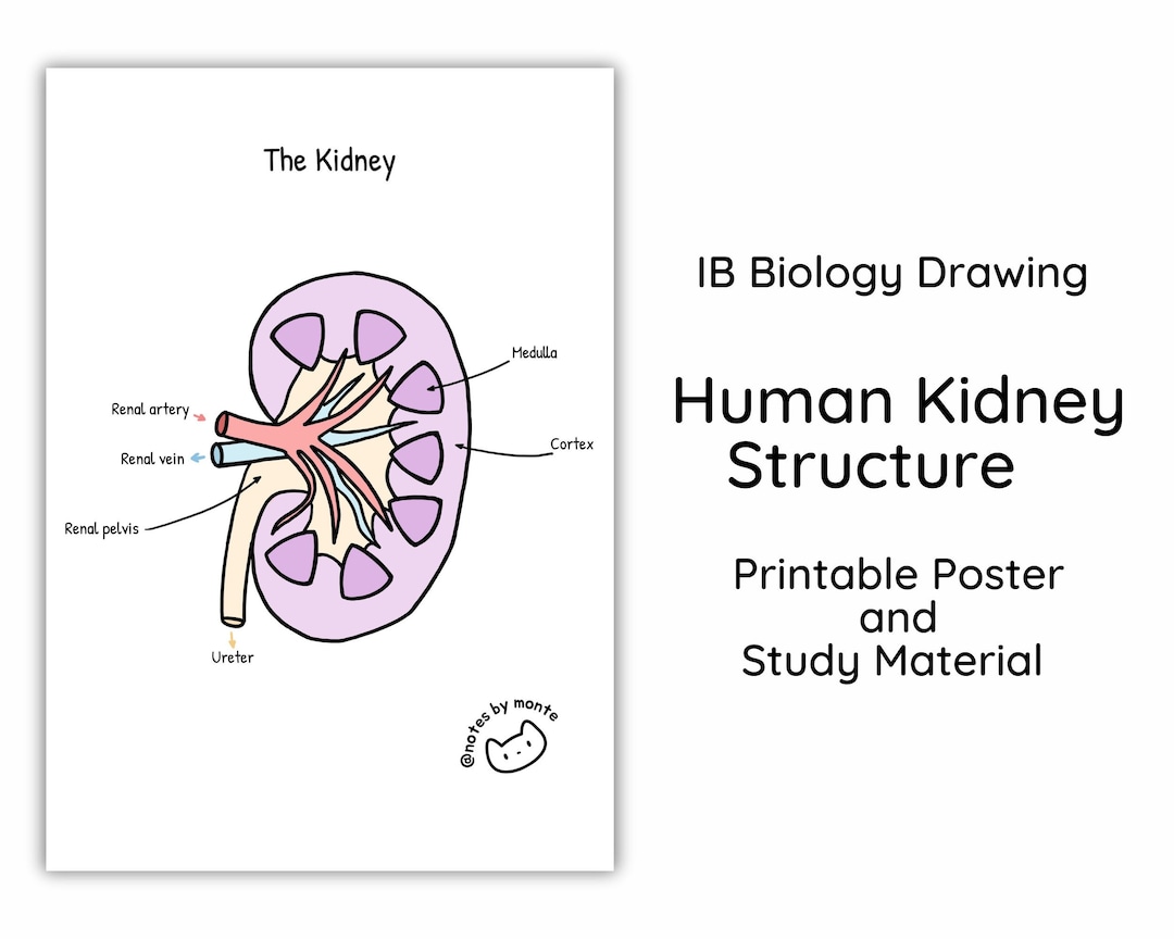 Human Kidney Anatomy Poster Printable IB Biology Poster - Etsy