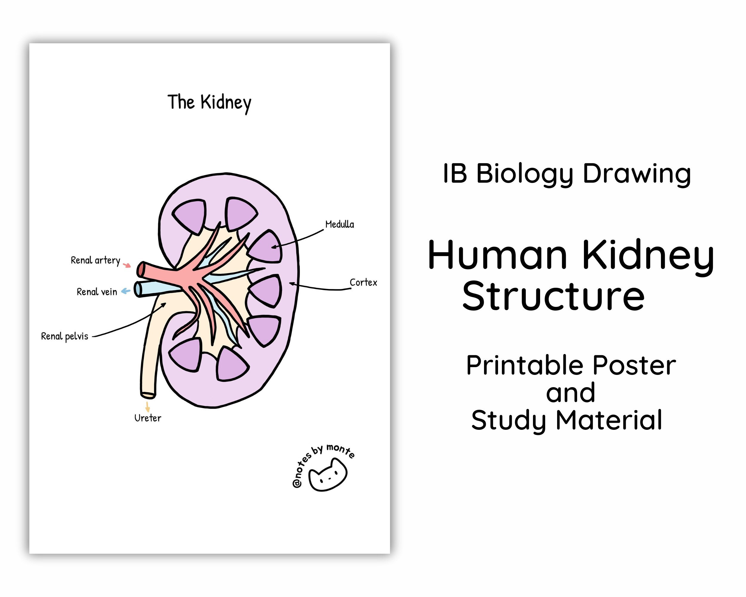 Human Kidney Anatomy Poster Printable IB Biology Poster - Etsy