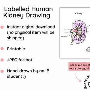 Human Kidney Anatomy Poster, Printable IB Biology Poster, Biology ...