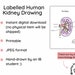 Human Kidney Anatomy Poster, Printable IB Biology Poster, Biology ...