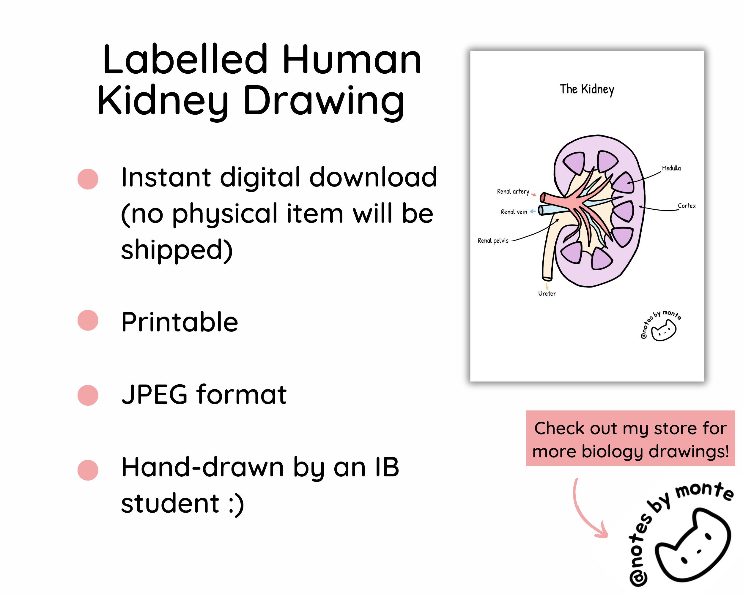 Human Kidney Anatomy Poster, Printable IB Biology Poster, Biology ...
