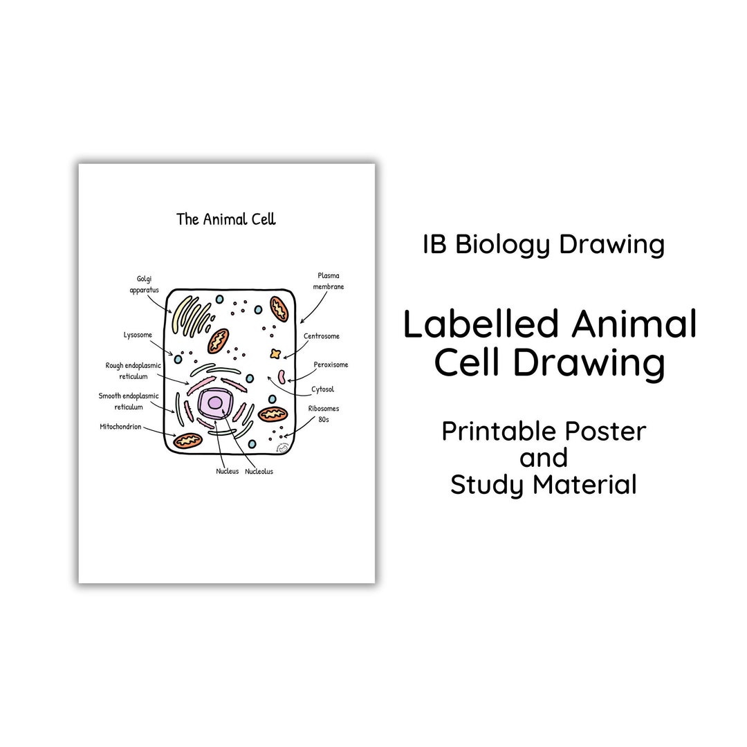 Labelled Animal Cell Poster, Printable IB Biology Poster, Cell Biology ...