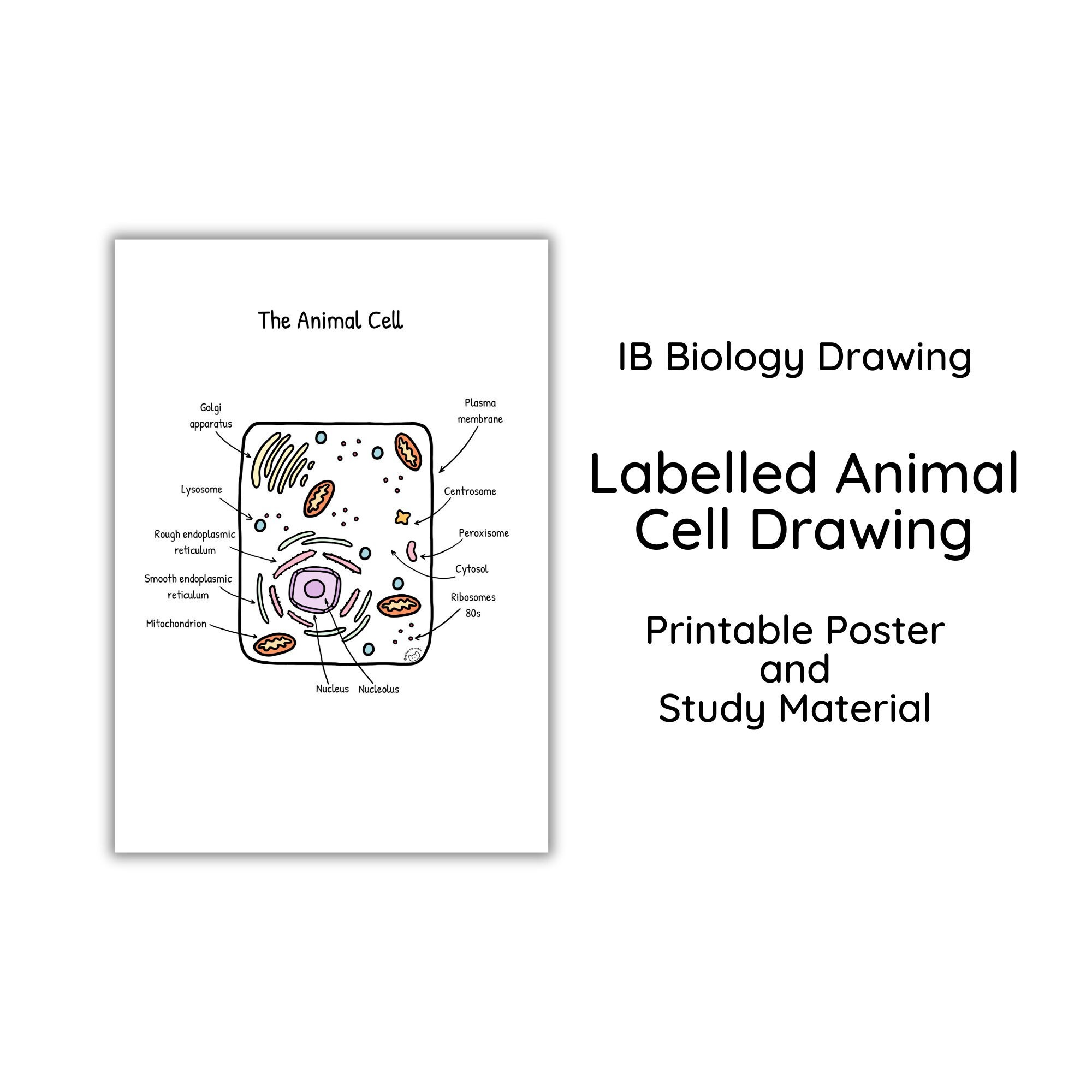 Labelled Animal Cell Poster, Printable IB Biology Poster, Cell Biology ...