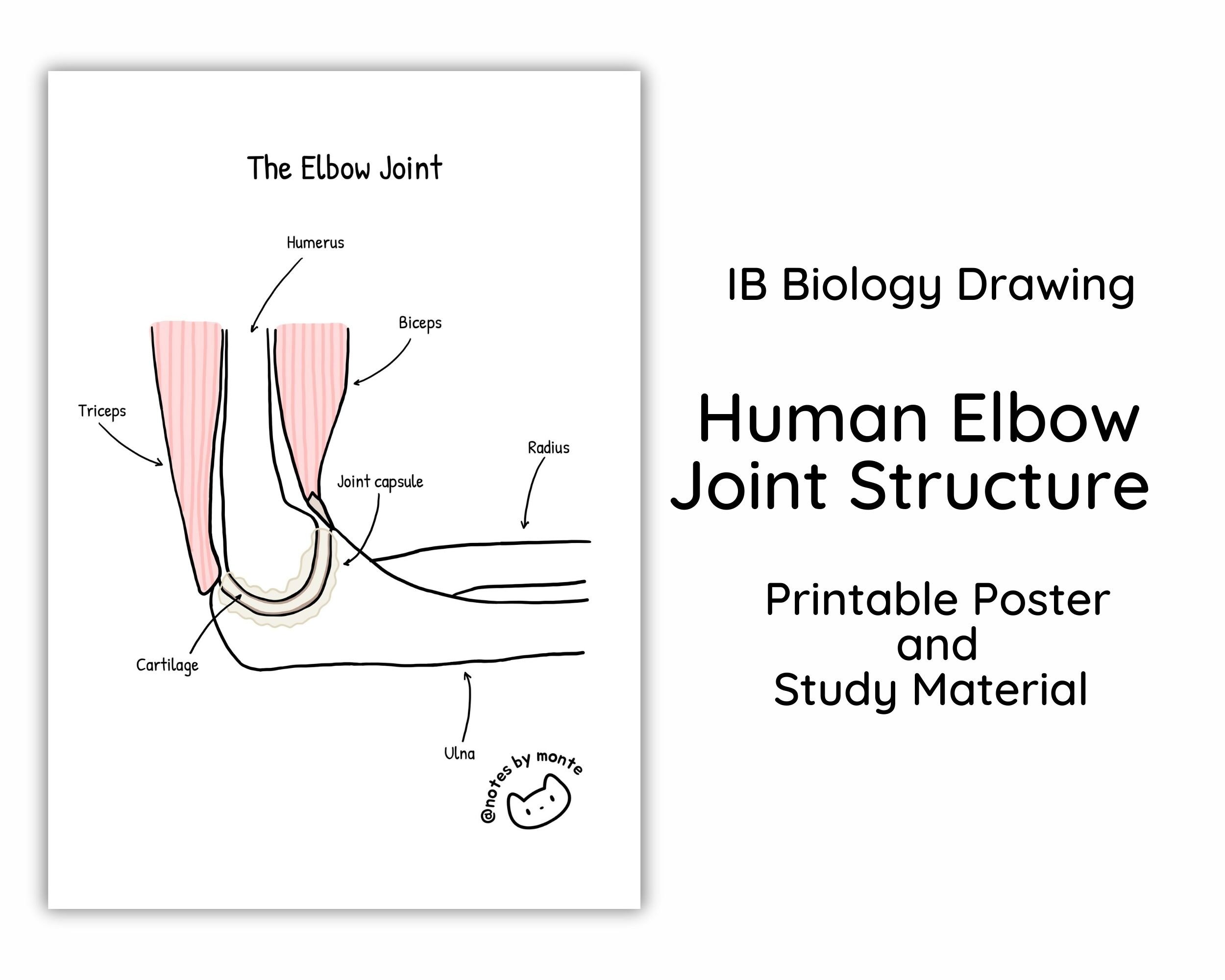 Elbow Joint Anatomy Poster Printable IB Biology Poster - Etsy