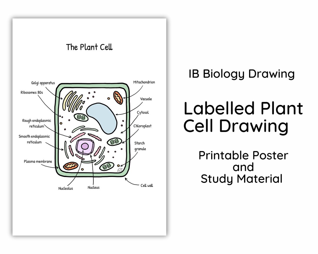 Labelled Plant Cell Poster Printable IB Biology Poster Cell - Etsy