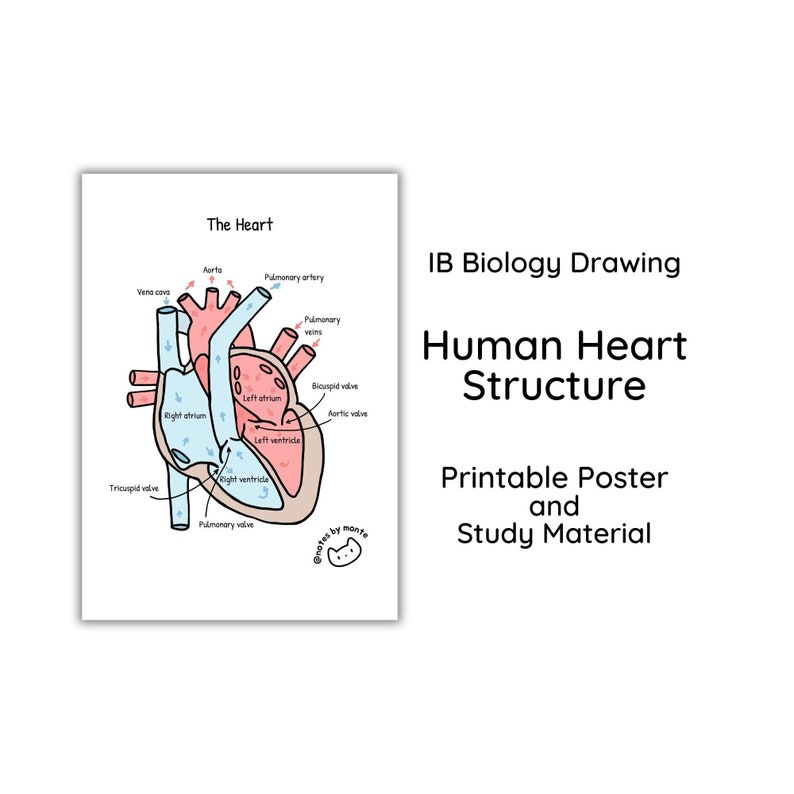 Human Heart Anatomy Poster, Printable IB Biology Poster, Cardiovascular ...