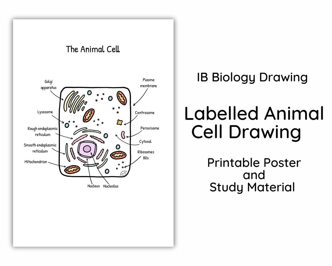 Labelled Animal Cell Poster Printable IB Biology Poster Cell - Etsy