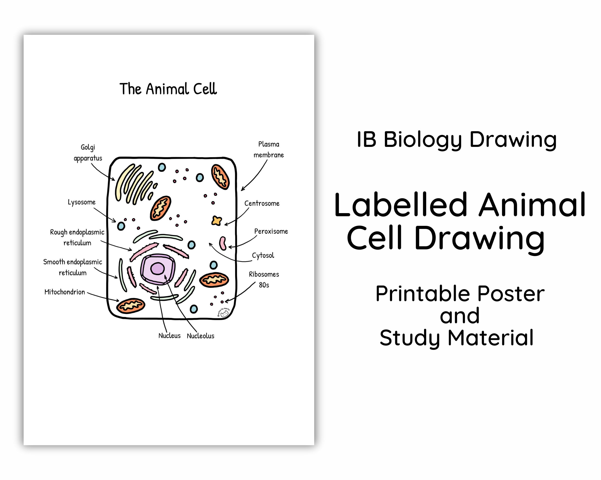 Labelled Animal Cell Poster Printable IB Biology Poster Cell - Etsy