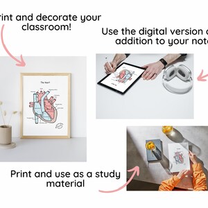 Human Heart Anatomy Poster, Printable IB Biology Poster, Cardiovascular ...