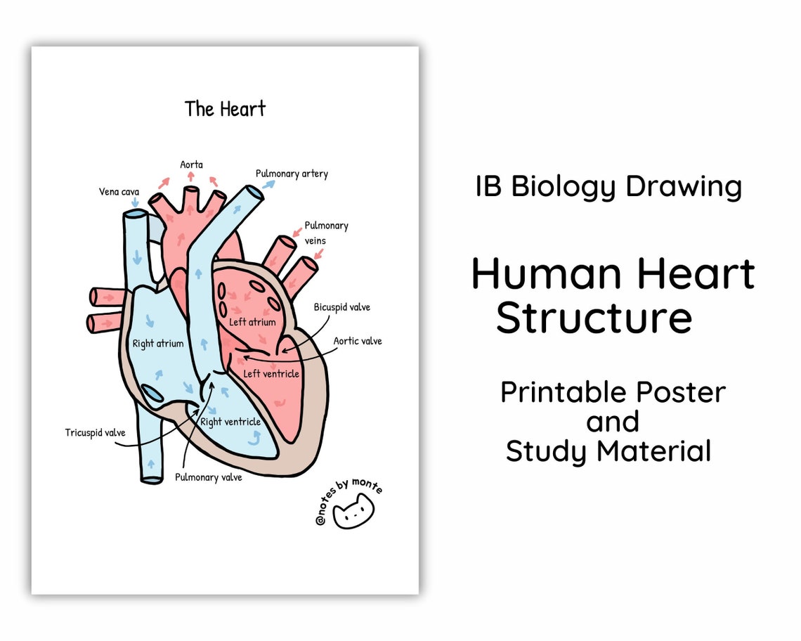 Human Heart Anatomy Poster, Printable IB Biology Poster, Cardiovascular ...