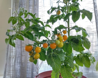 Jochalos Micro Dwarf Tomato Seeds - Etsy