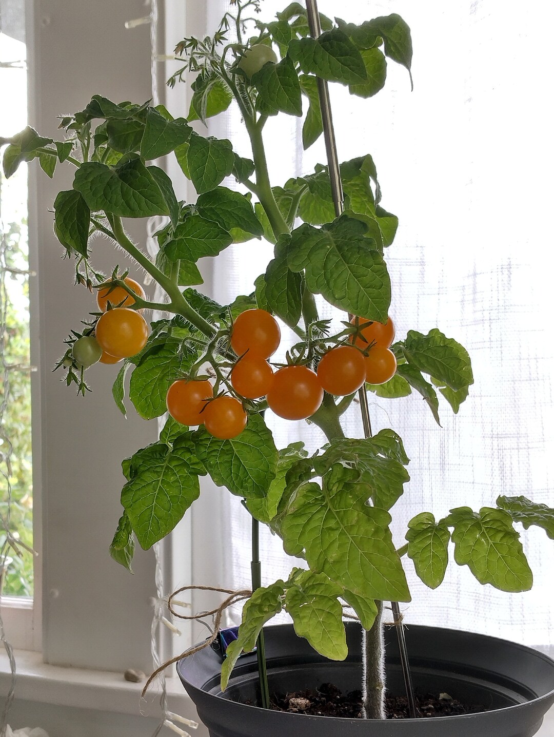 Pinocchio Orange Cherry Tomato Seeds (30), Micro Dwarf Compact, Indoor ...
