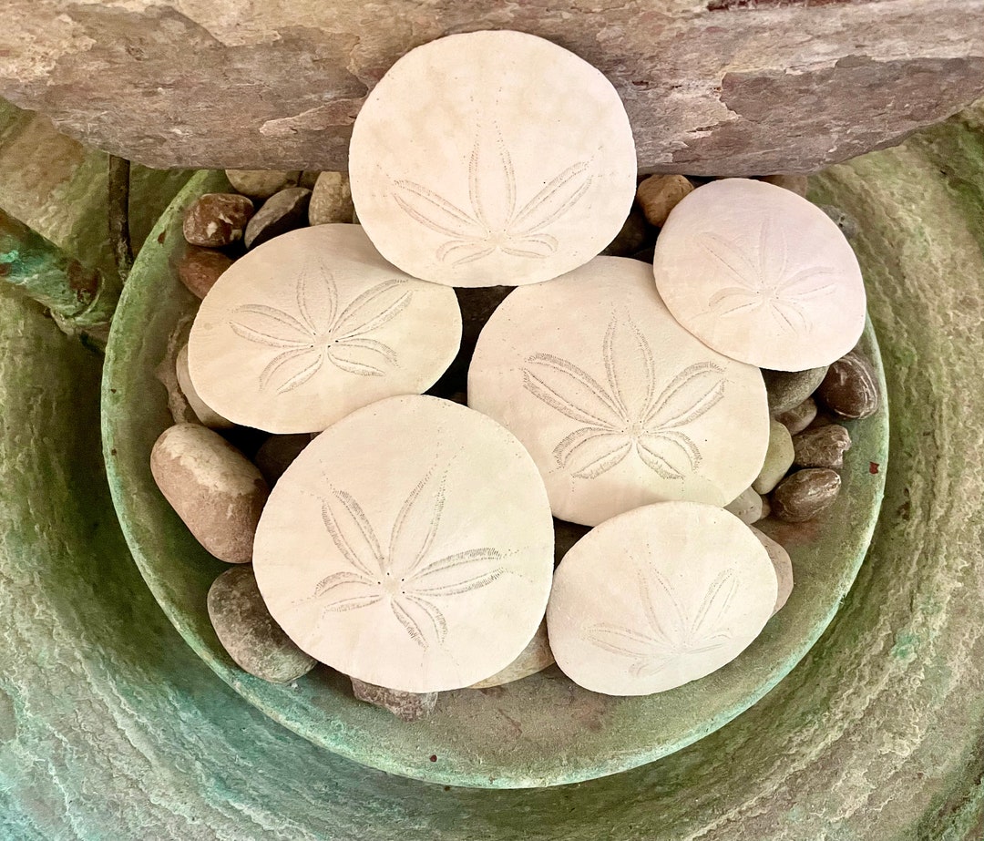10 Large Northern California Sand Dollars (2.5"+, Unbleached) - Coastal ...
