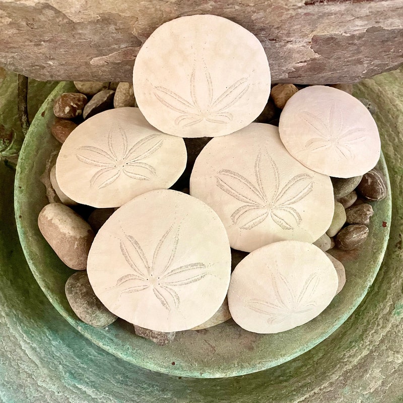 Large Sand Dollar - Etsy