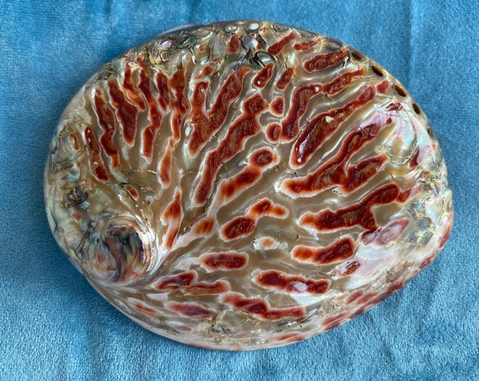 Polished Red Abalone Shell 4.3inch /11cm, Seashell, Coastal Decoration ...