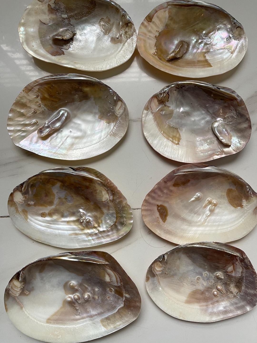 Mother of Pearl Shell With Freshwater Pearls (5 Inch/13cm+), E084 - Etsy